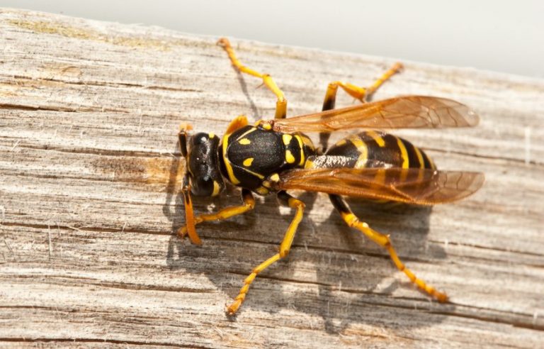DIY Yellow Jacket Trap - Countryside